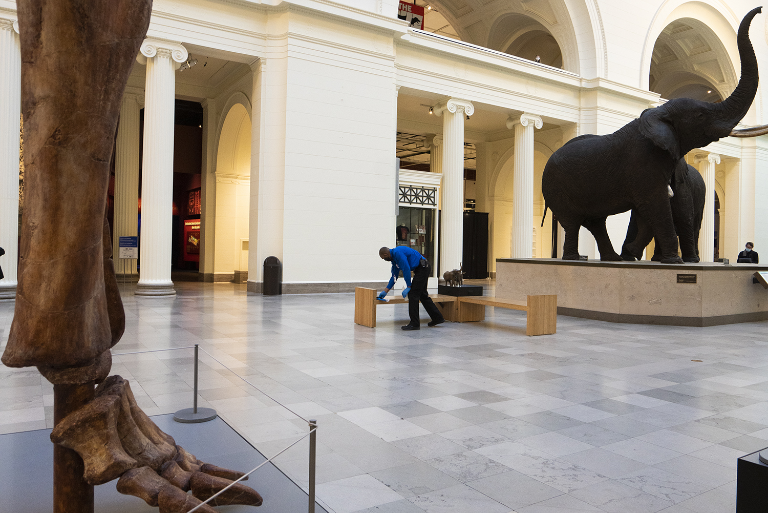 Dinosaurs and birds and bones, oh my: The Field Museum reopens – The ...