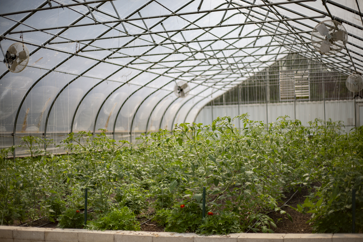 Fruits, veggies and opportunities: A guide to Chicago’s urban farms ...